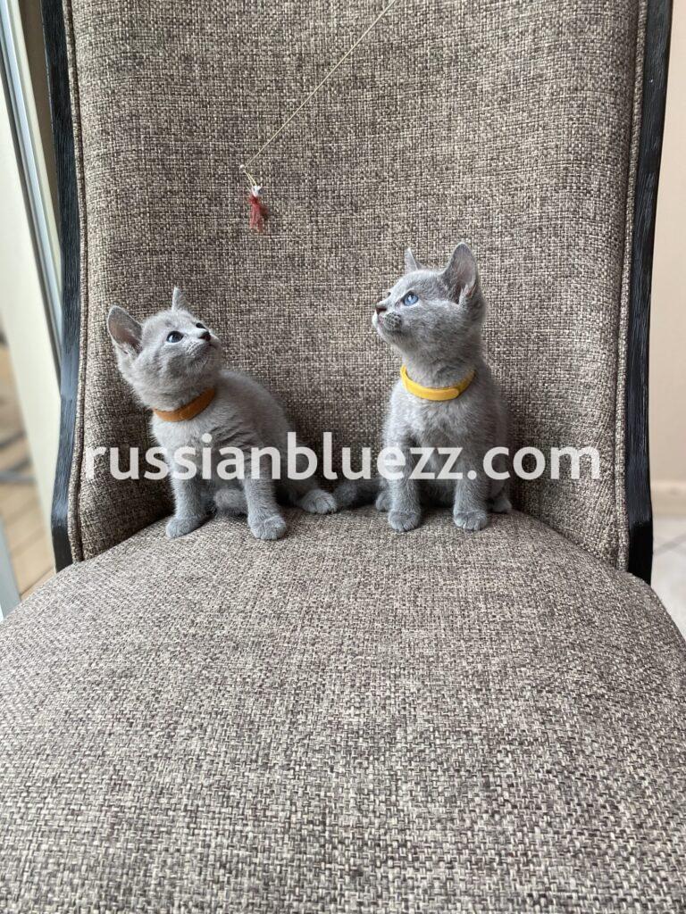 Purebred Russian Blue`zz Cattery Kittens for Sale NYC TICA Breeders