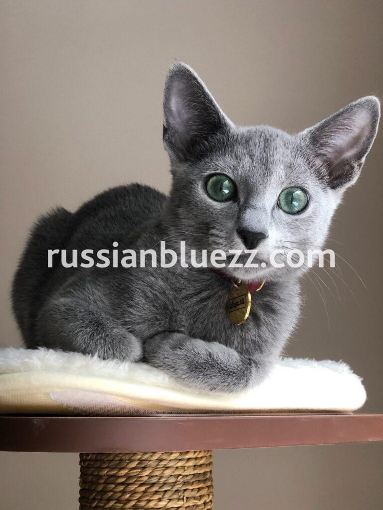 Purebred Russian Blue`zz Cattery Kittens for Sale NYC TICA Breeders